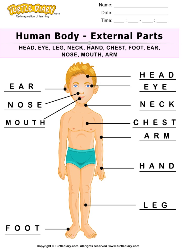 answer-name-of-human-body-parts-pdf-pdf
