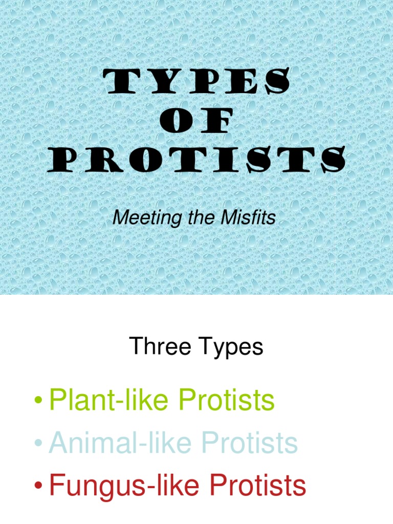Types of Protists Notes | PDF | Protozoa | Algae