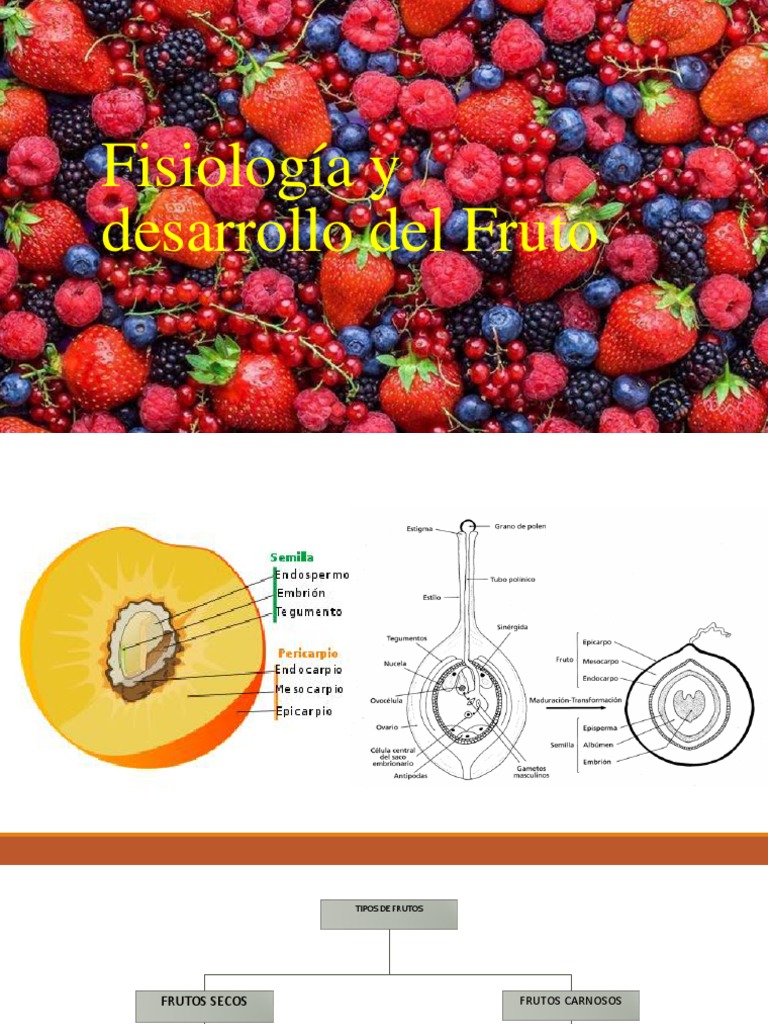 Fisiología y Desarrollo Del Fruto | Fruta | Flores