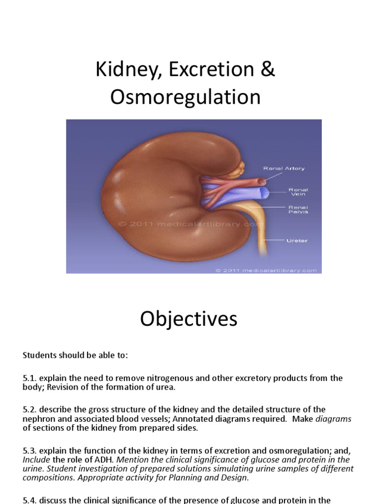 Kidney, Excretion & Osmoregulation | PDF | Kidney | Animal Anatomy