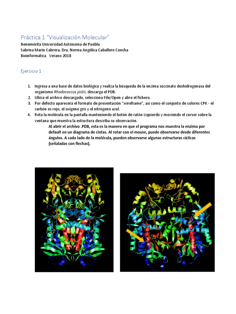 Práctica 1 Bioinformatica Corregida | PDF | Moléculas | Proteínas