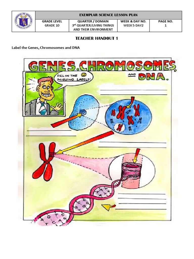 Activity Sheets For Changes in Chromosome Number | PDF | Karyotype ...