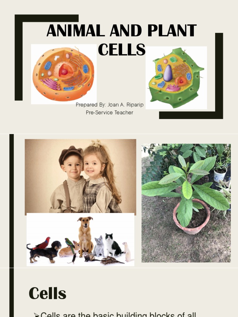 ANIMAL and Plant Cell | PDF