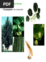 Vocabulario Vegetales Ingles | PDF | Plantas | Botánica