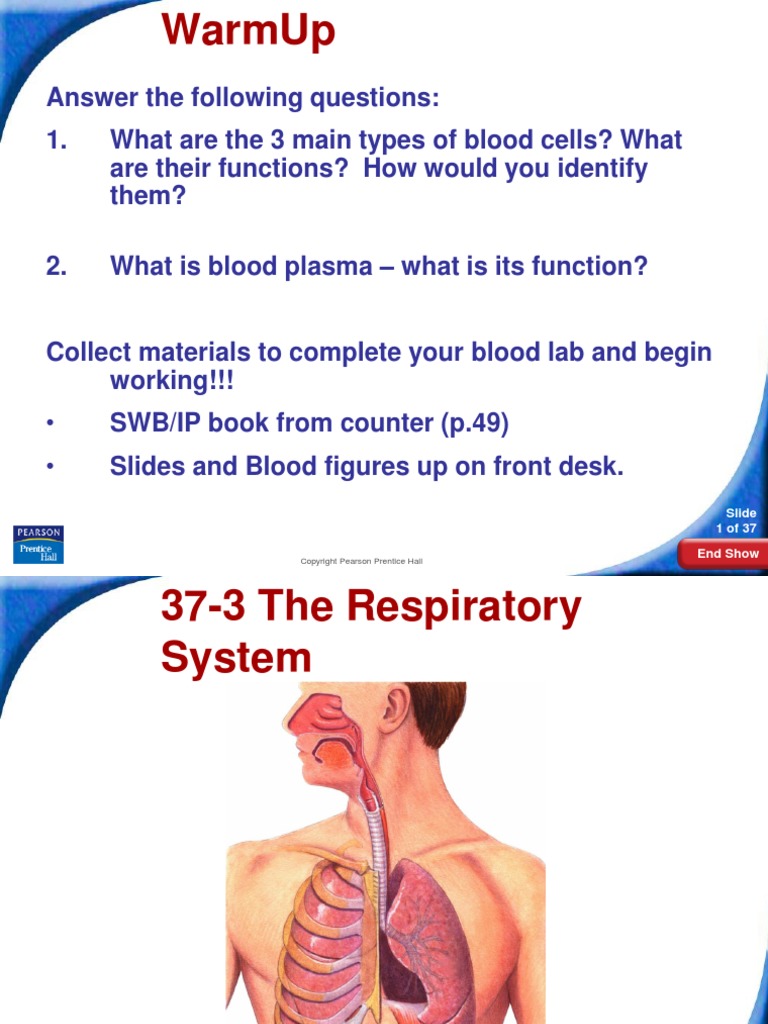 The Respiratory System | PDF | Breathing | Respiratory System