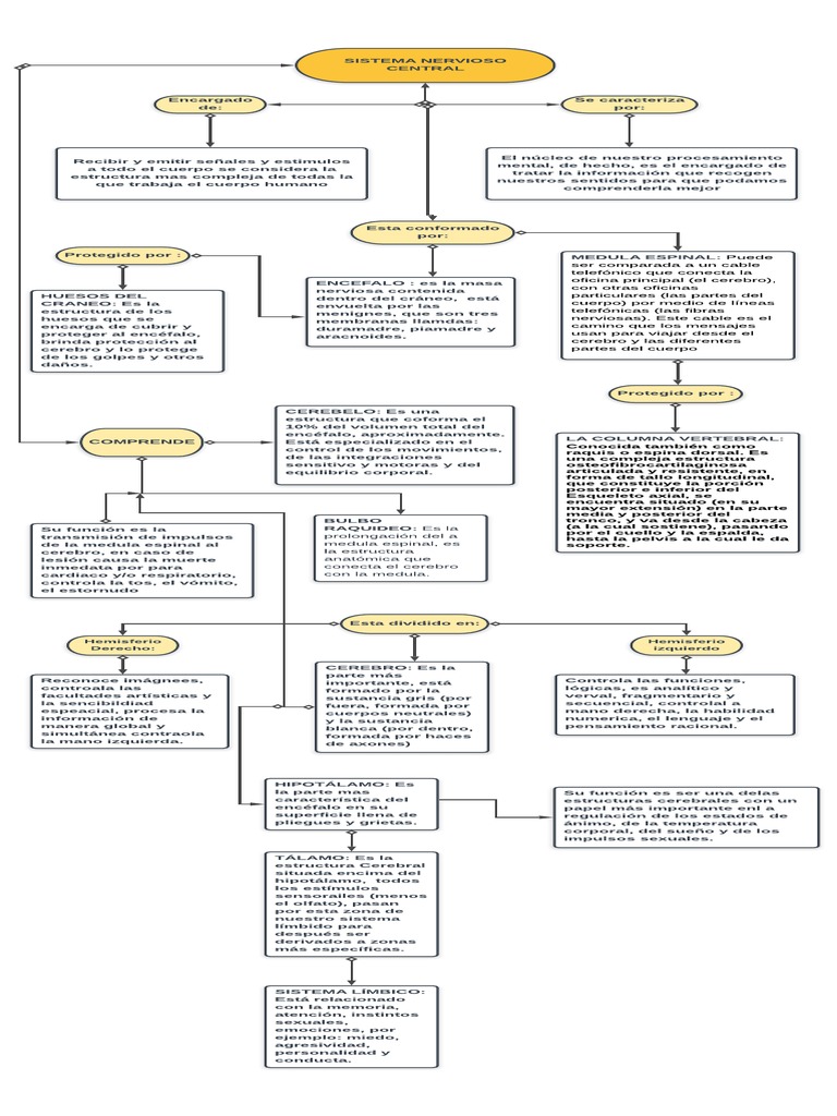 Mapa Mental | PDF | La columna vertebral | Cerebro