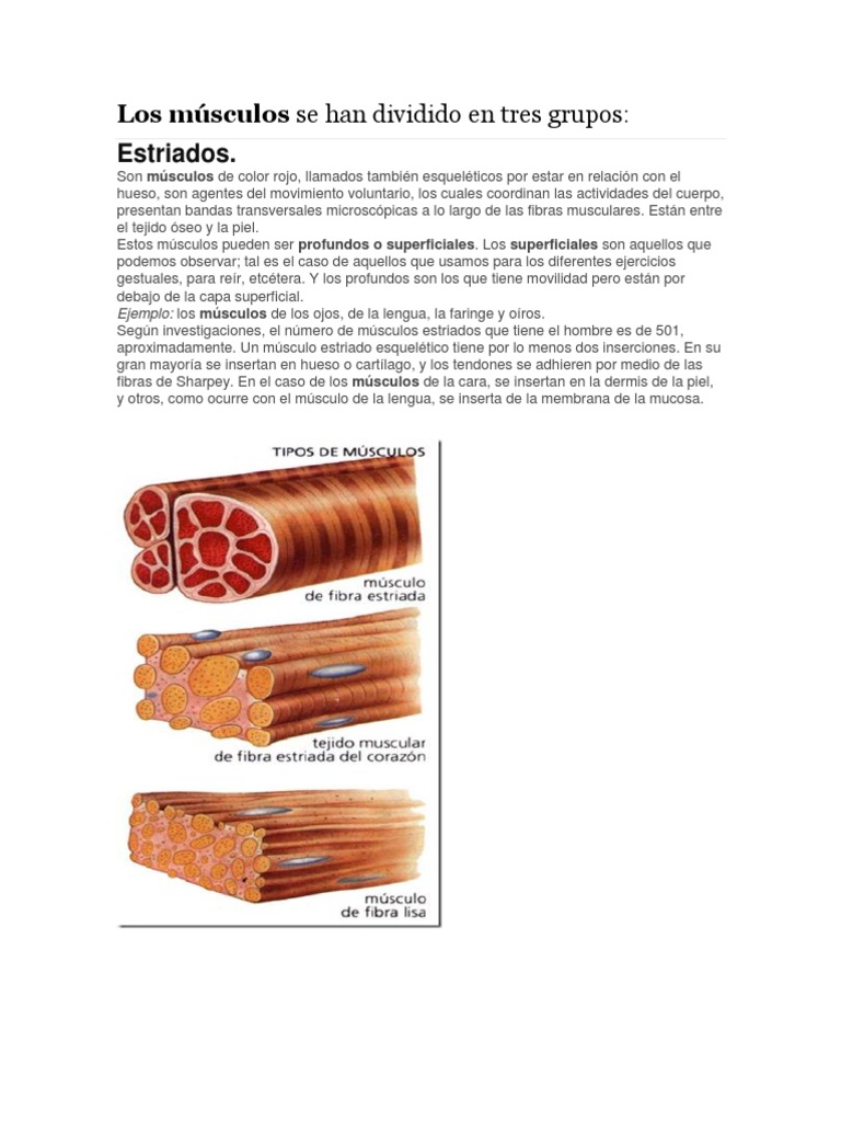 Clases de Musculos | PDF | Músculo | Hueso
