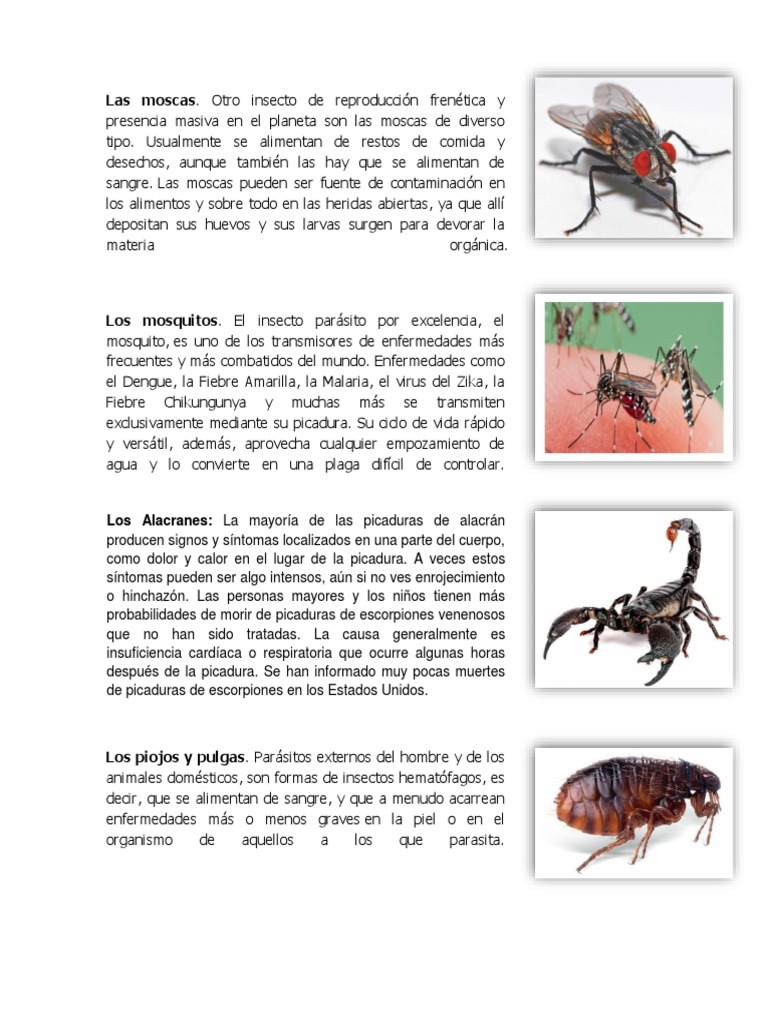 Animales Que Perjudican La Salud | PDF | Insectos | Mosca