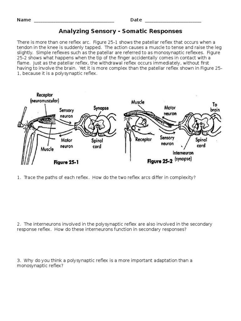 Monosynaptic vs Polysynaptic Reflexes | PDF | Nervous System | Neuron