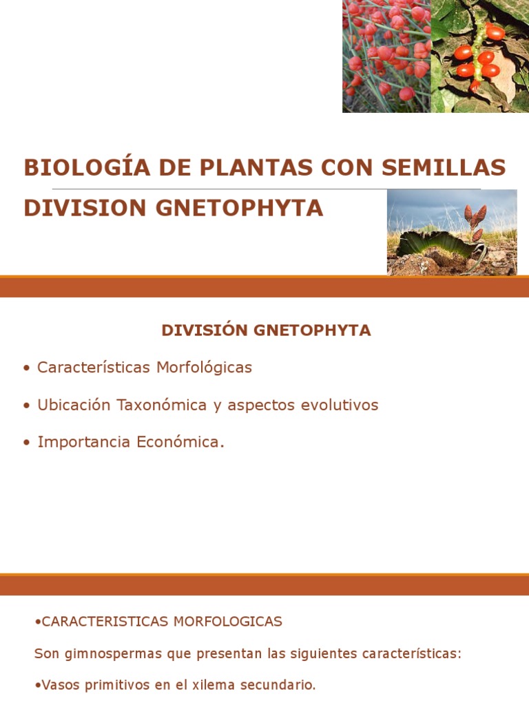 Características de Gnetophyta y Gnetales | PDF | Tallo de la planta | Hoja
