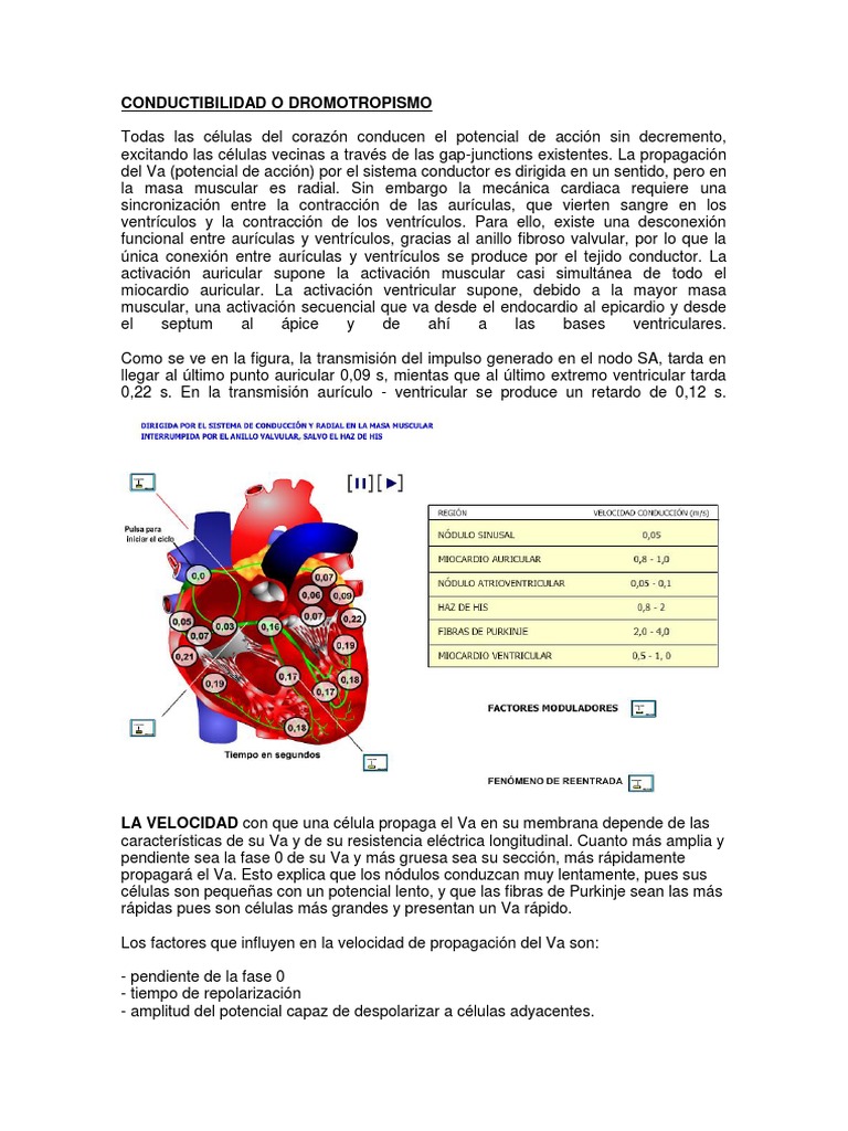Dromotropismo y Conductividad Cardíaca | PDF | Potencial de acción ...