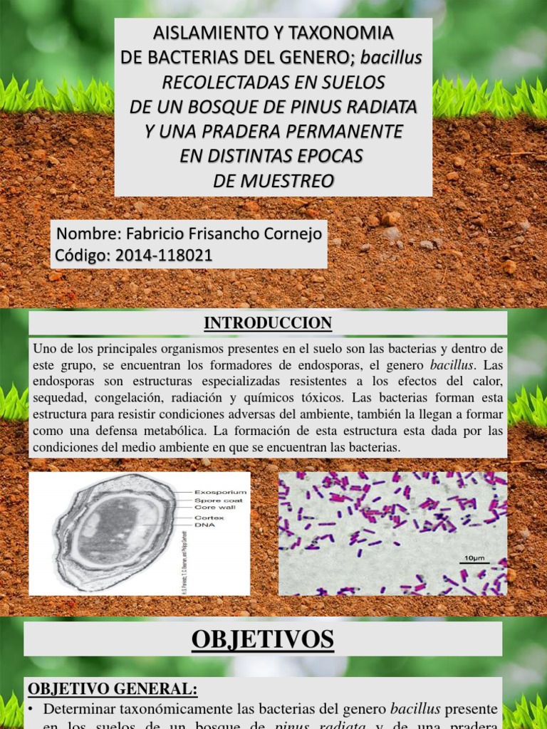 AISLAMIENTO Y TAXONOMIA DE BACTERIAS DEL GENERO Bacillus RECOLECTADAS ...