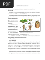 Apoplasto y Simplasto | PDF | Raíz | Biología Celular)