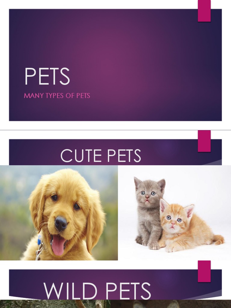 Pets | PDF