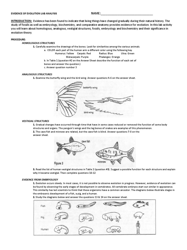 Evidence of Evolution Lab Analysis | PDF | Homology (Biology) | Evolution