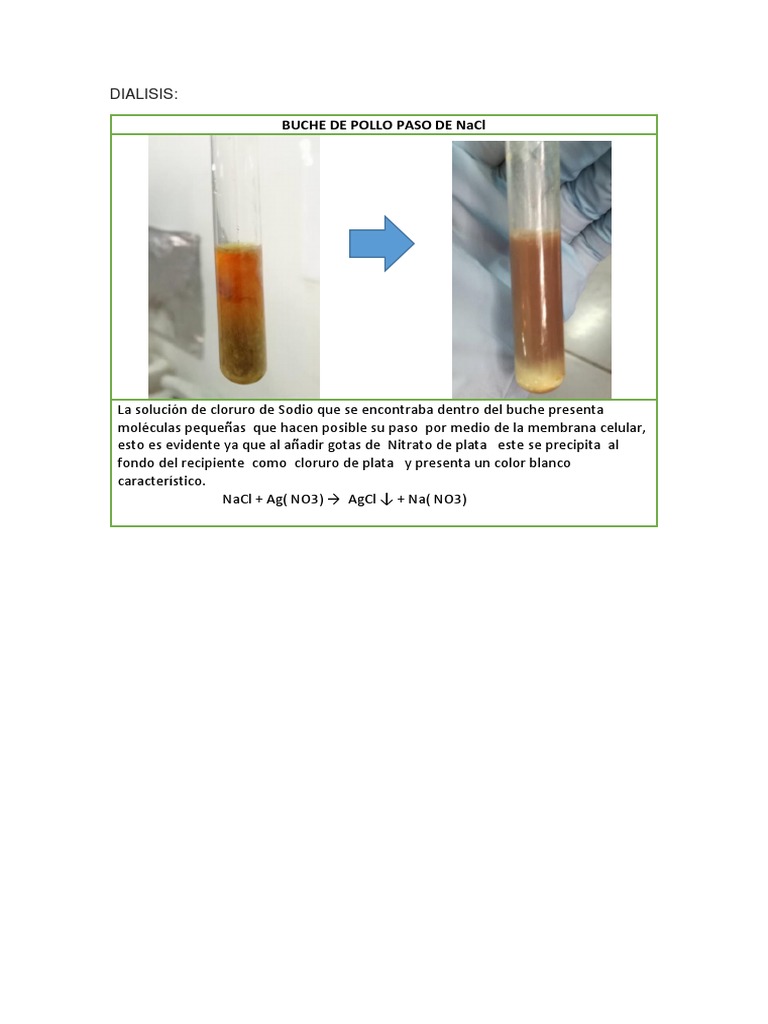 Buche de Pollo Exp | PDF