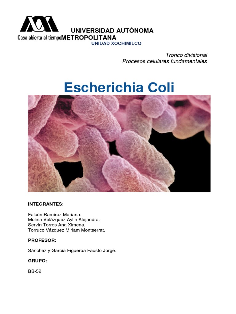 E. Coli | PDF | Escherichia coli | Diarrea