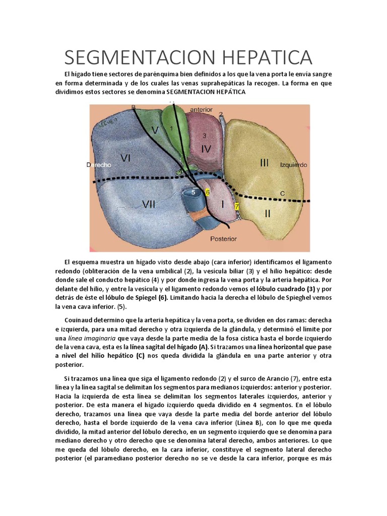 Segmentacion Hepatica | PDF | Hígado | Órgano (anatomía)