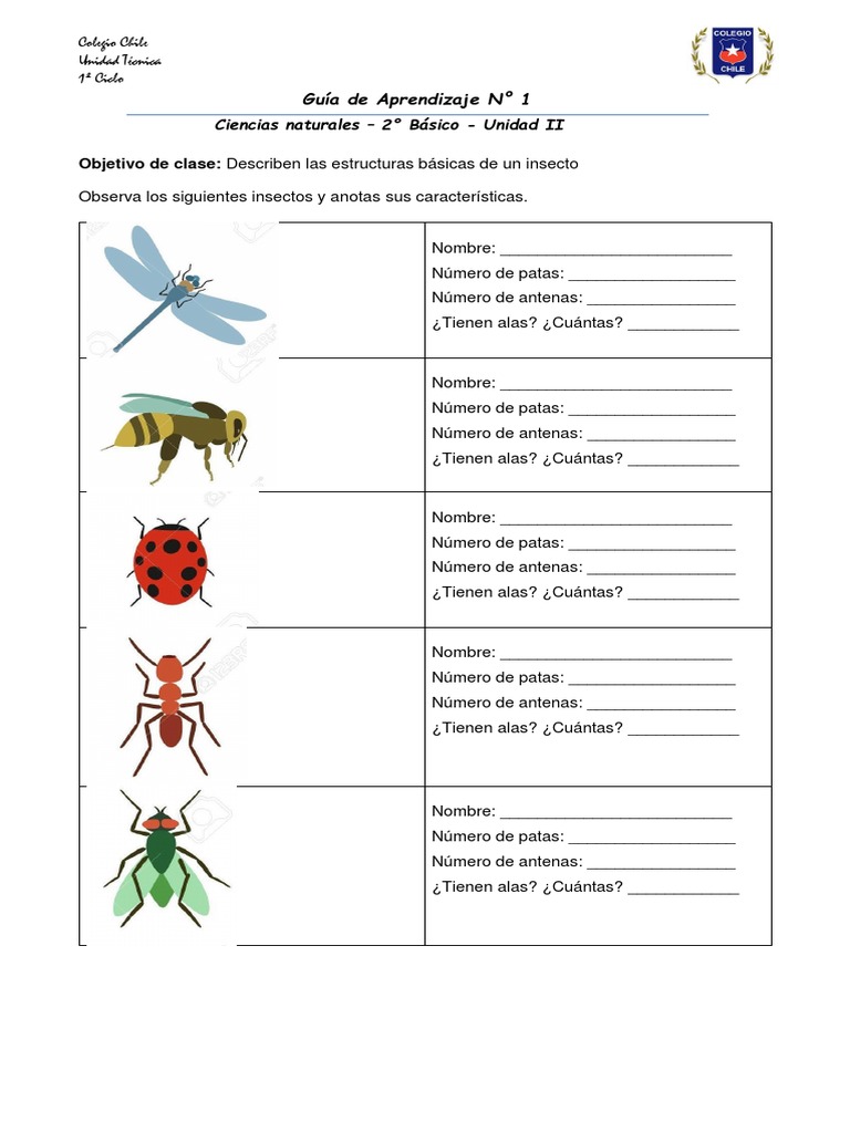 Guía N° 1 Insectos Clase 3 | PDF