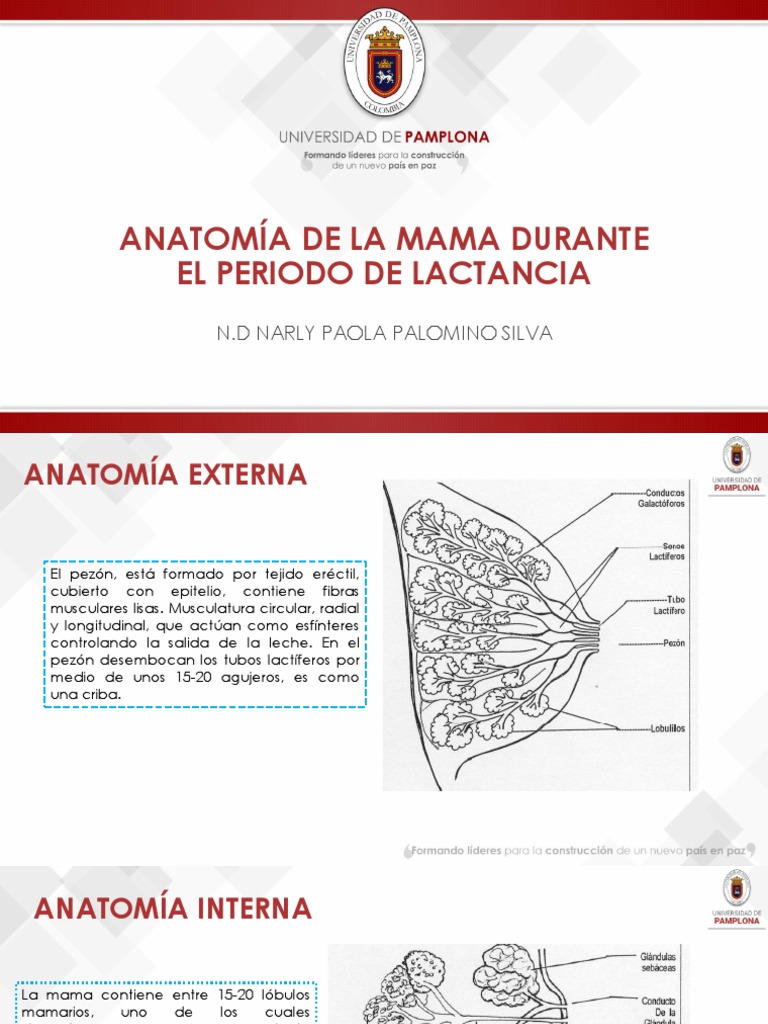 Anatomia de La Mama PDF | PDF | Pecho | Leche