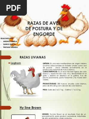 Tipos De Razas De Aves De Corral Razas De Gallinas | PPT