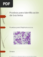 Prueba de Optoquina para Neumococos | PDF | Estreptococo | Microbiología