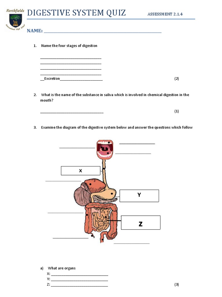 Digestive System Quiz Assessment | PDF | Digestion | Human Digestive System