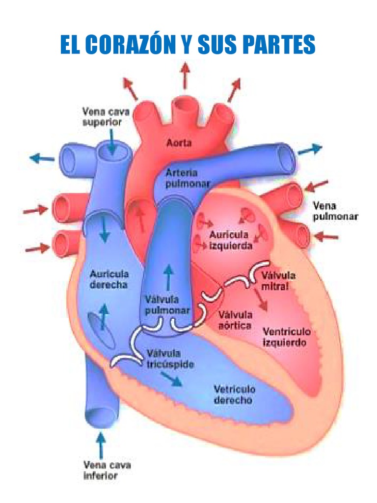 El Corazón y Sus Partes | PDF