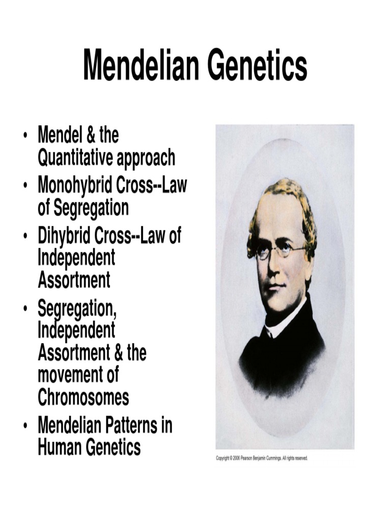 Mendelian Genetics: - Mendel & The - Monohybrid Cross - Law - Dihybrid ...