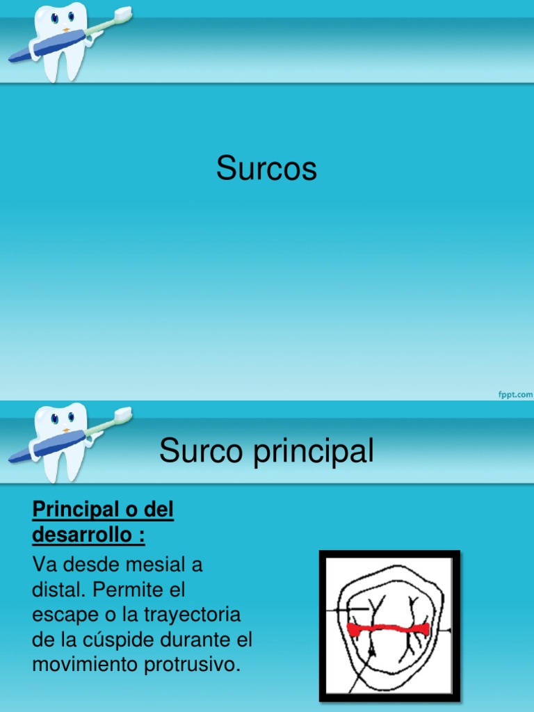 Tipos de Surcos Dentales y Cúspides | PDF