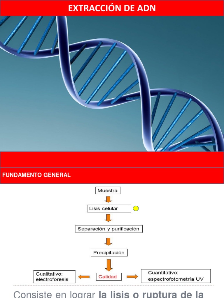 Extraccion de Adn | PDF | Lisis | Biología Celular)