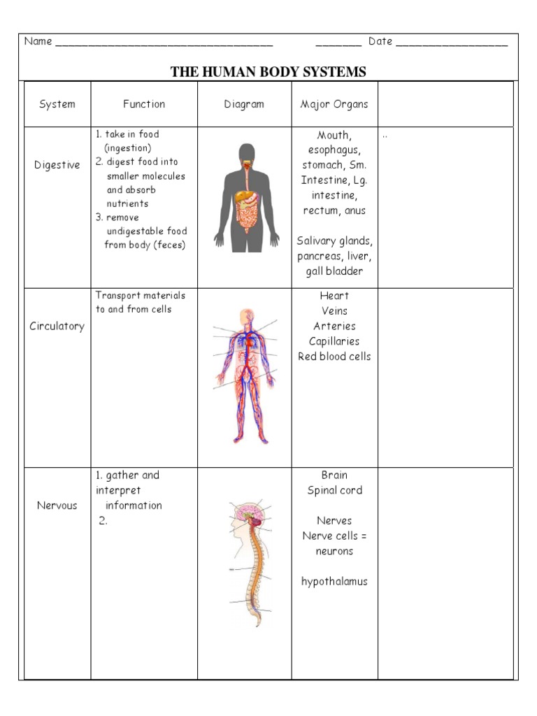 The Human Body Systems: - Notes | PDF