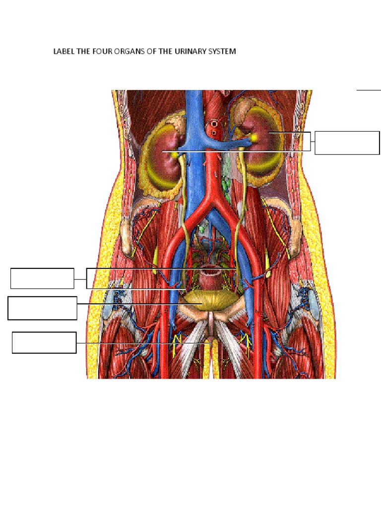 Label The Four Organs of The Urinary System | PDF