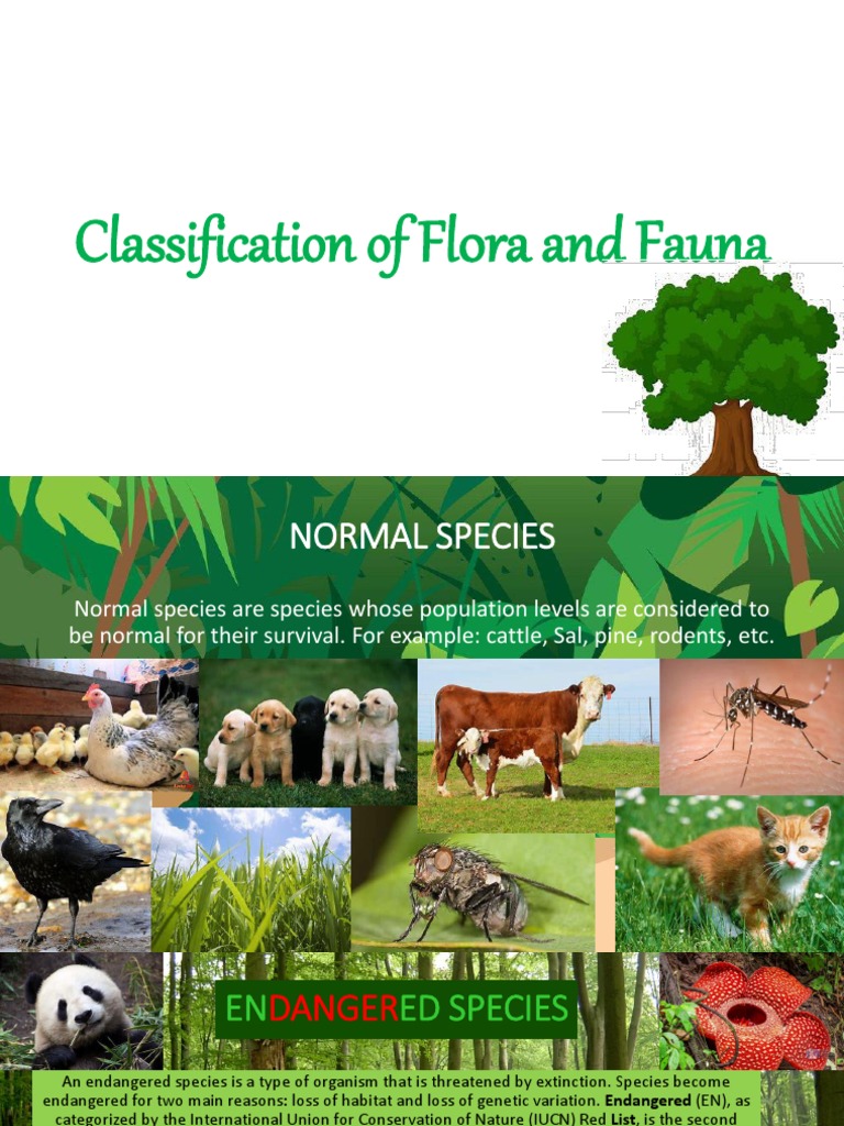 Classification of Fl0ra and Fauna | PDF | Endangered Species | Species