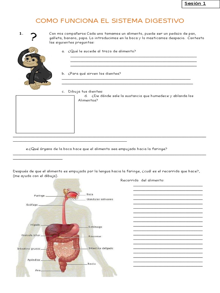 Guia 1 Sistema Digestivo1 | PDF | Sistema digestivo humano | Sistema ...