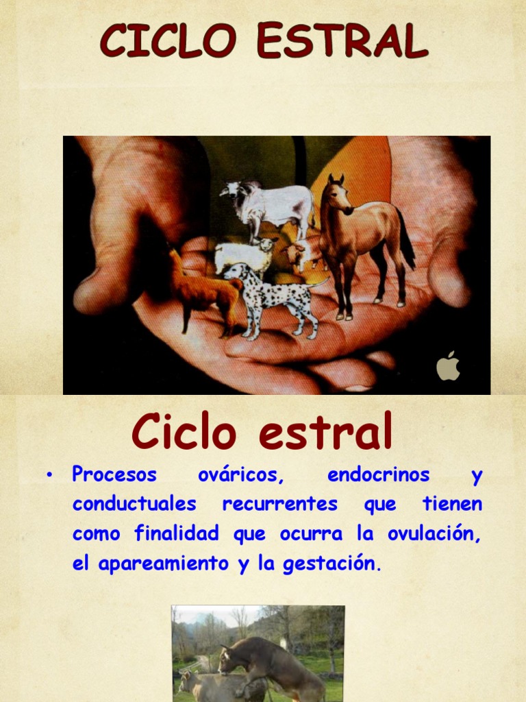 Ciclo Estral: Fases y Clasificación | PDF | Hormona luteinizante ...