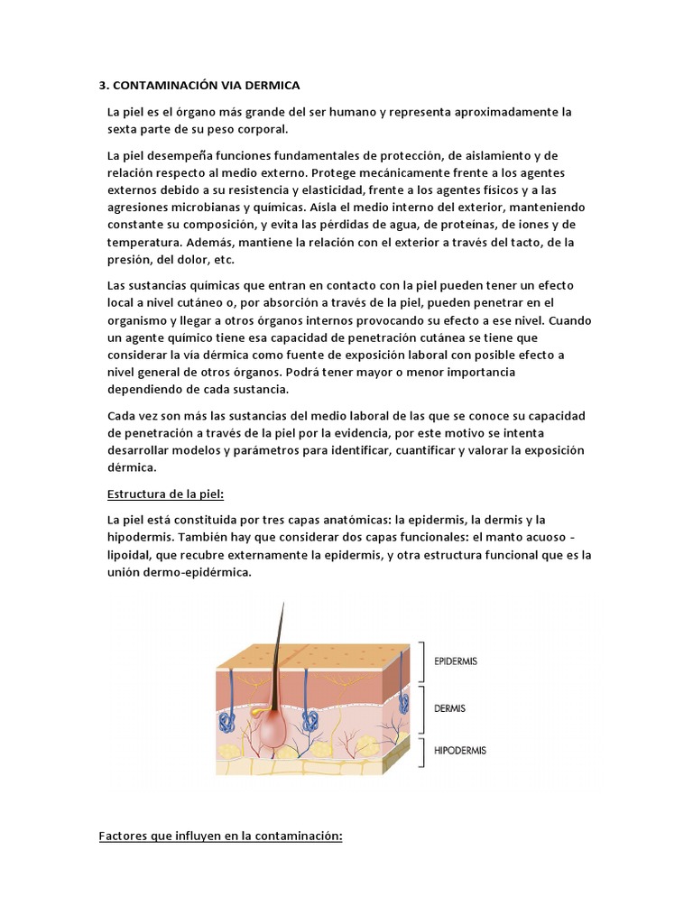 Via Dermica | PDF | Piel | Agua