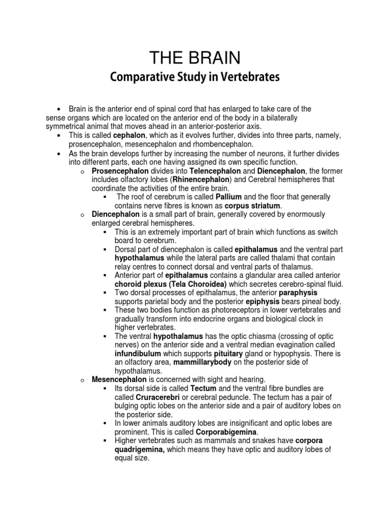 The Brain Comparative Vertebrates Sem1 | PDF | Cerebrum | Neuroanatomy