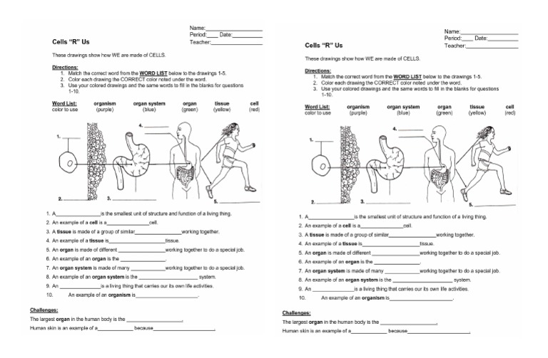 Cells R Us Worksheet Levels of Organization in Organisms 11z8hog | PDF