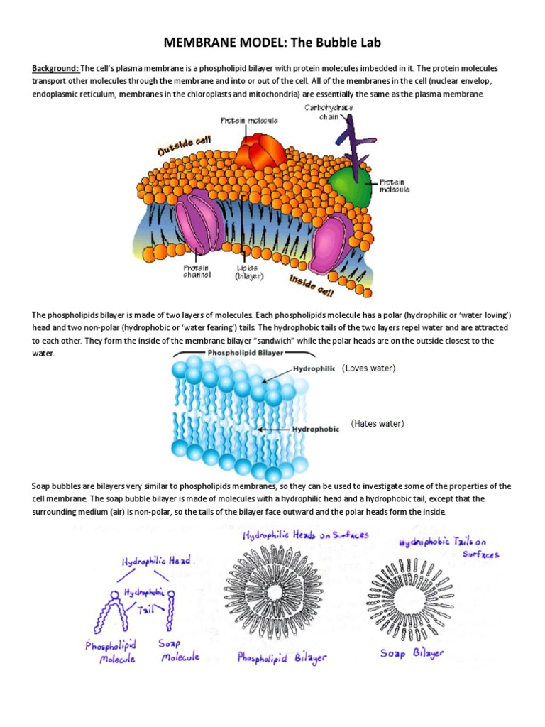 MEMBRANE MODEL: The Bubble Lab | Download Free PDF | Cell Membrane ...