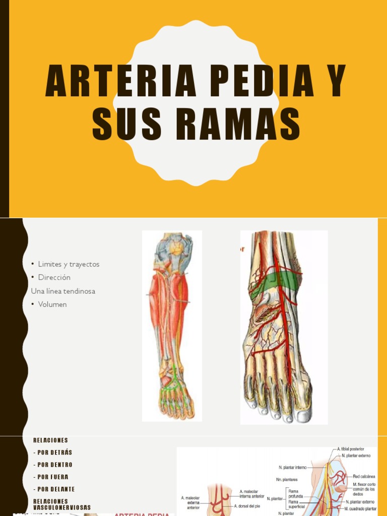 Arteria Pedia y Sus Ramas | PDF