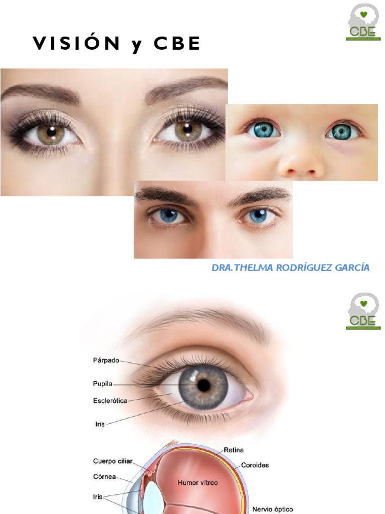 Conexión Biológica Emocional y La Visión | PDF | Percepción visual | Ojo