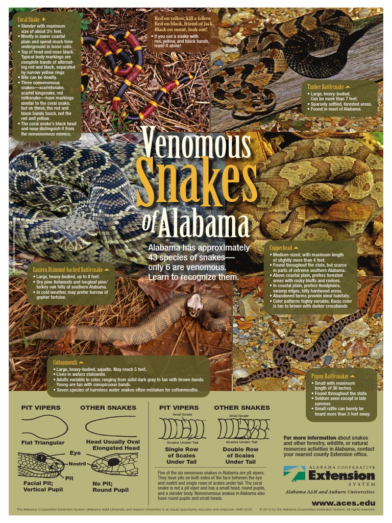 Venomous Snakes of Alabama | Snake | Predators