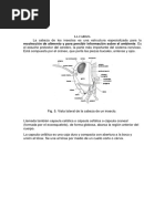 Morfología Externa Del Grillo | PDF | Insectos | Artrópodos
