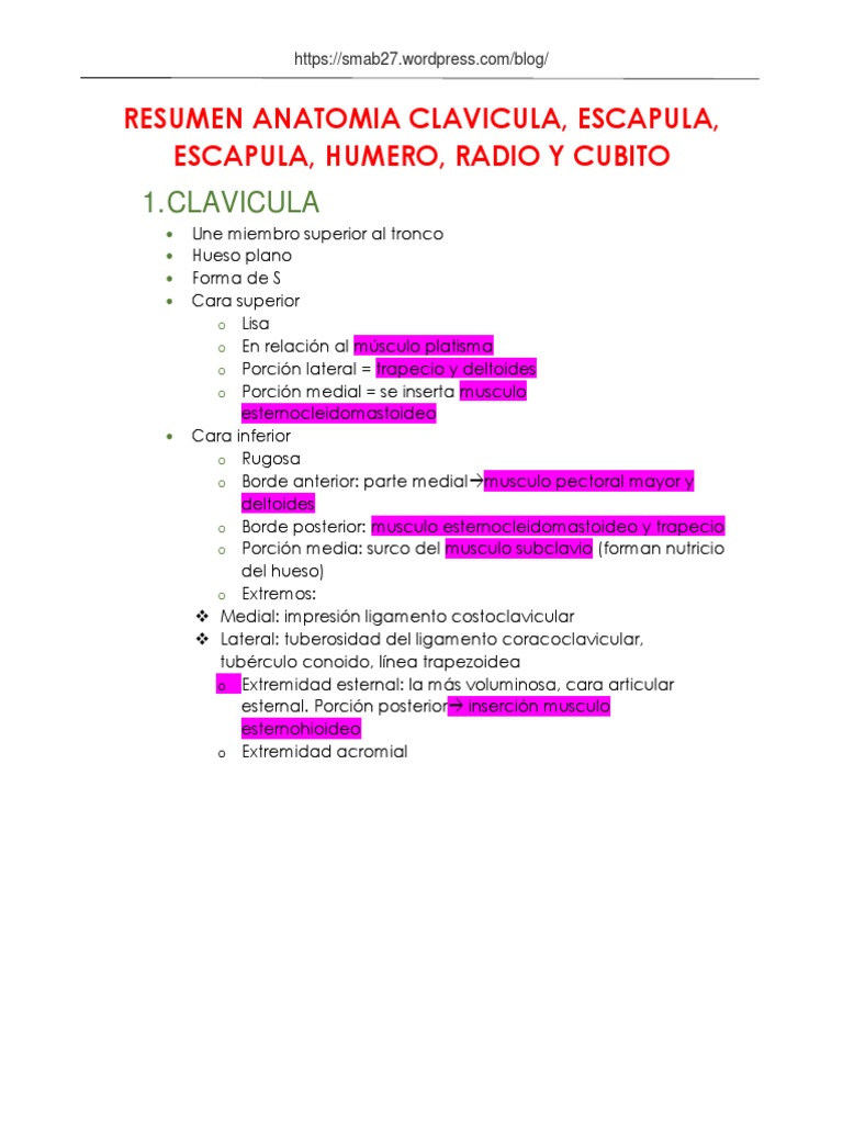Anatomia Clavicula Escapula Humero Radio y Cubito | PDF | Tejido suave ...