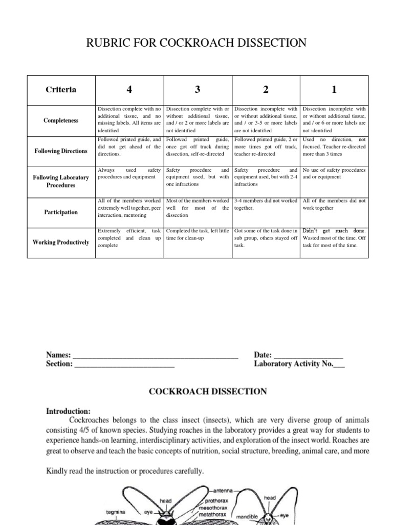 Cockroach Dissection Rubric and Guide | PDF | Abdomen | Thorax