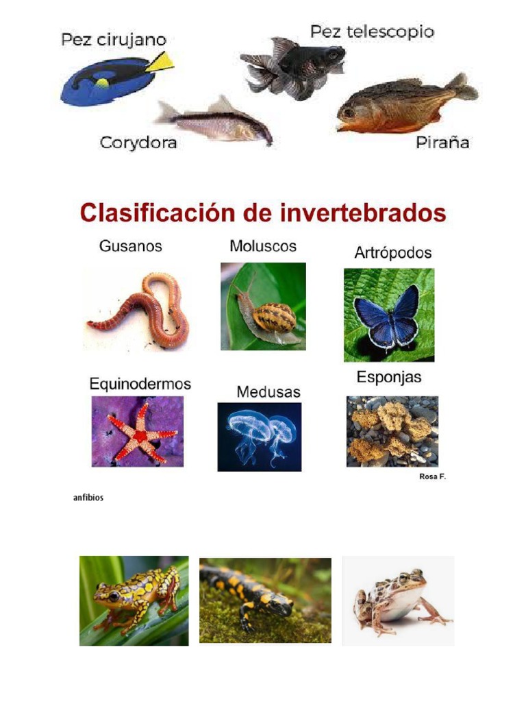 Grupo de Animales Vertebrados e Invertebrados | PDF | Anfibio | Esponja