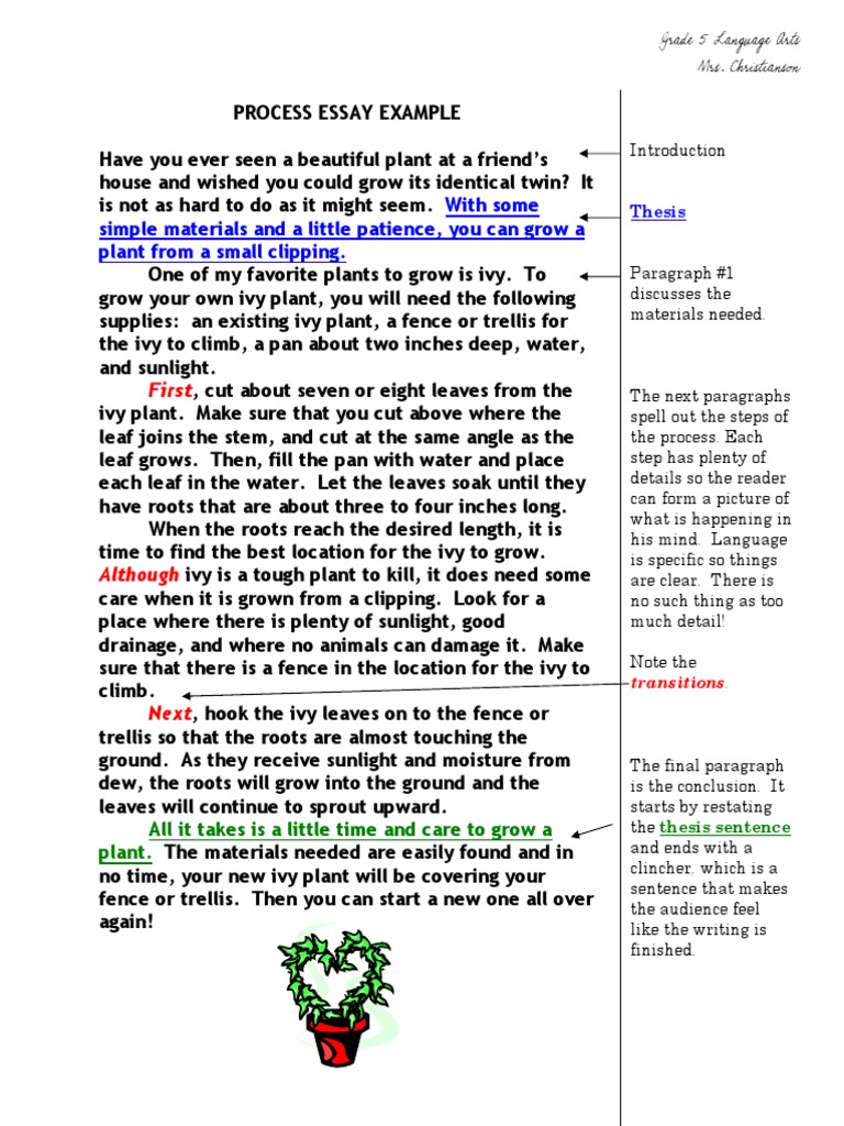 Processes Essay Example | PDF | Leaf | Plants