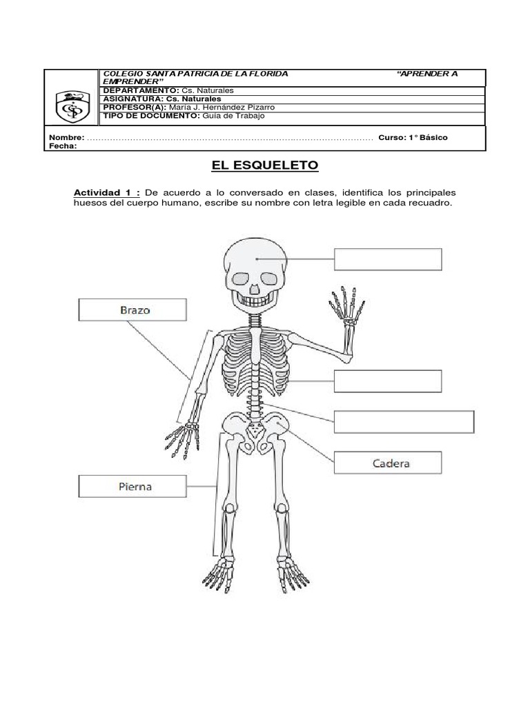 Hoja De Trabajo Del Diagrama Del Esqueleto