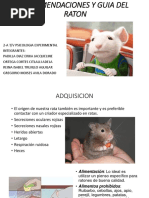 Anatomía y Cuidado de la Rata Wistar | PDF